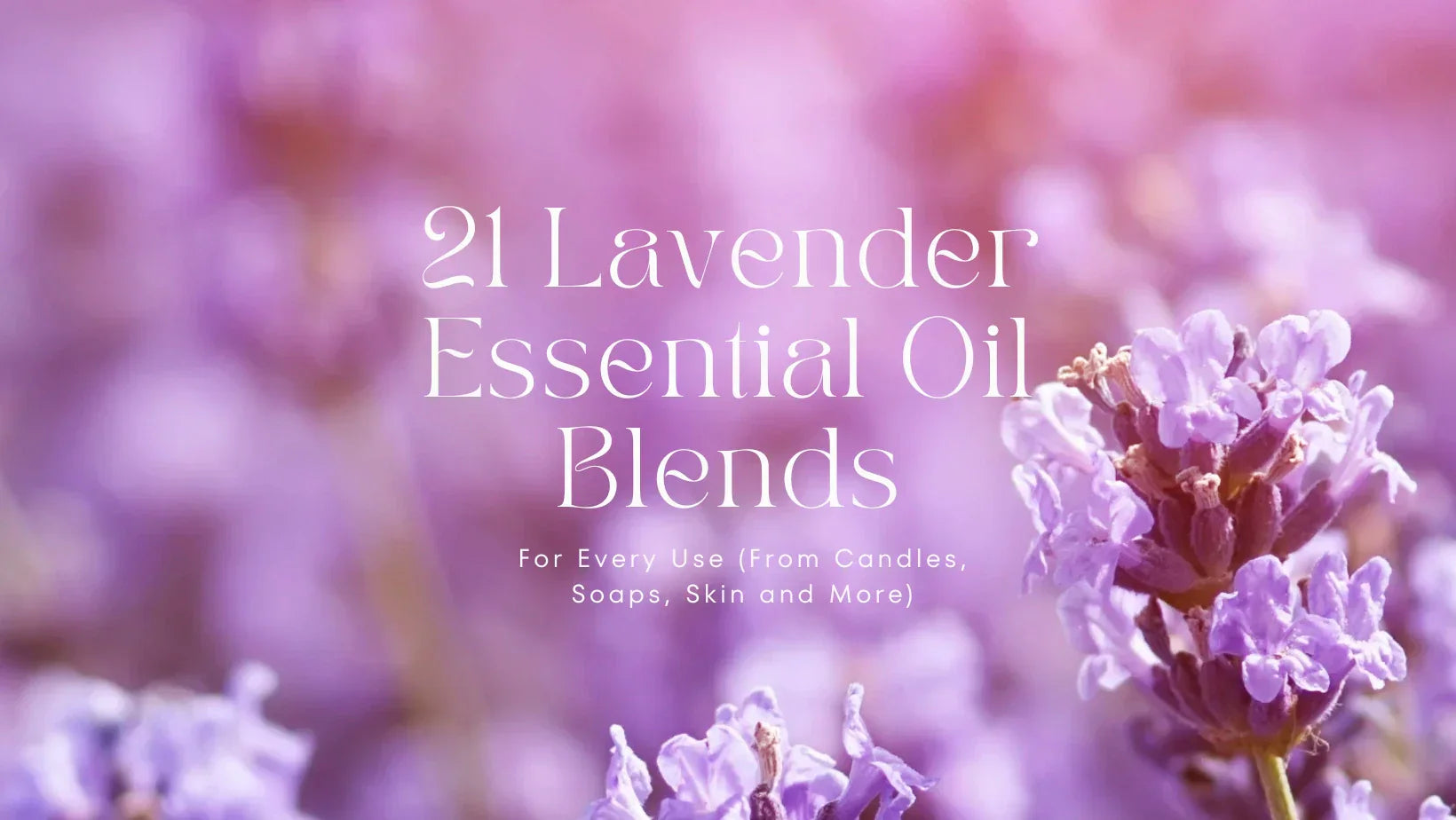 21 Lavender Essential Oil Blends For Every Use - Aromachology Oils