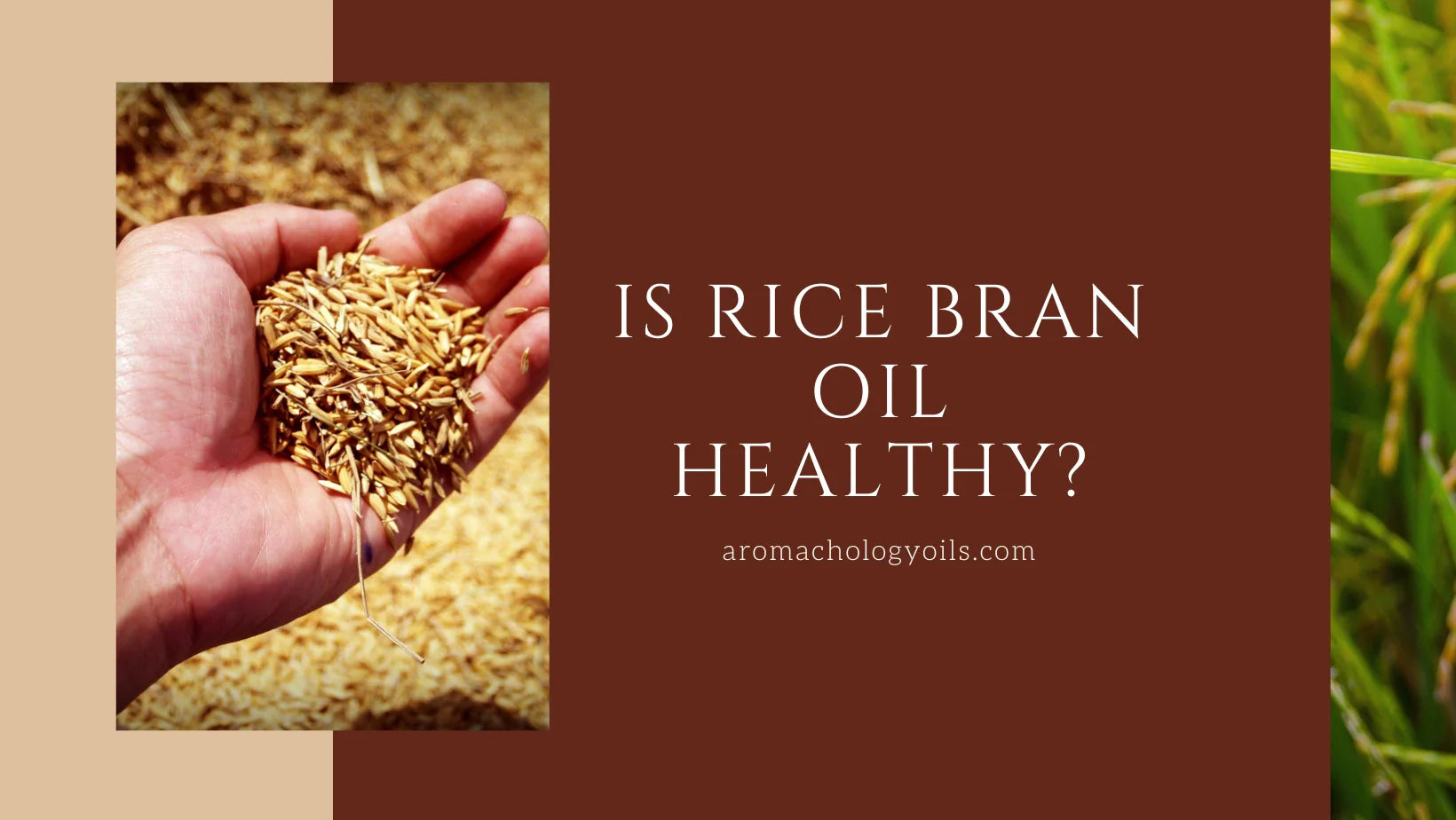 Is Rice Bran Oil Healthy? Let's Find Out! - Aromachology Oils