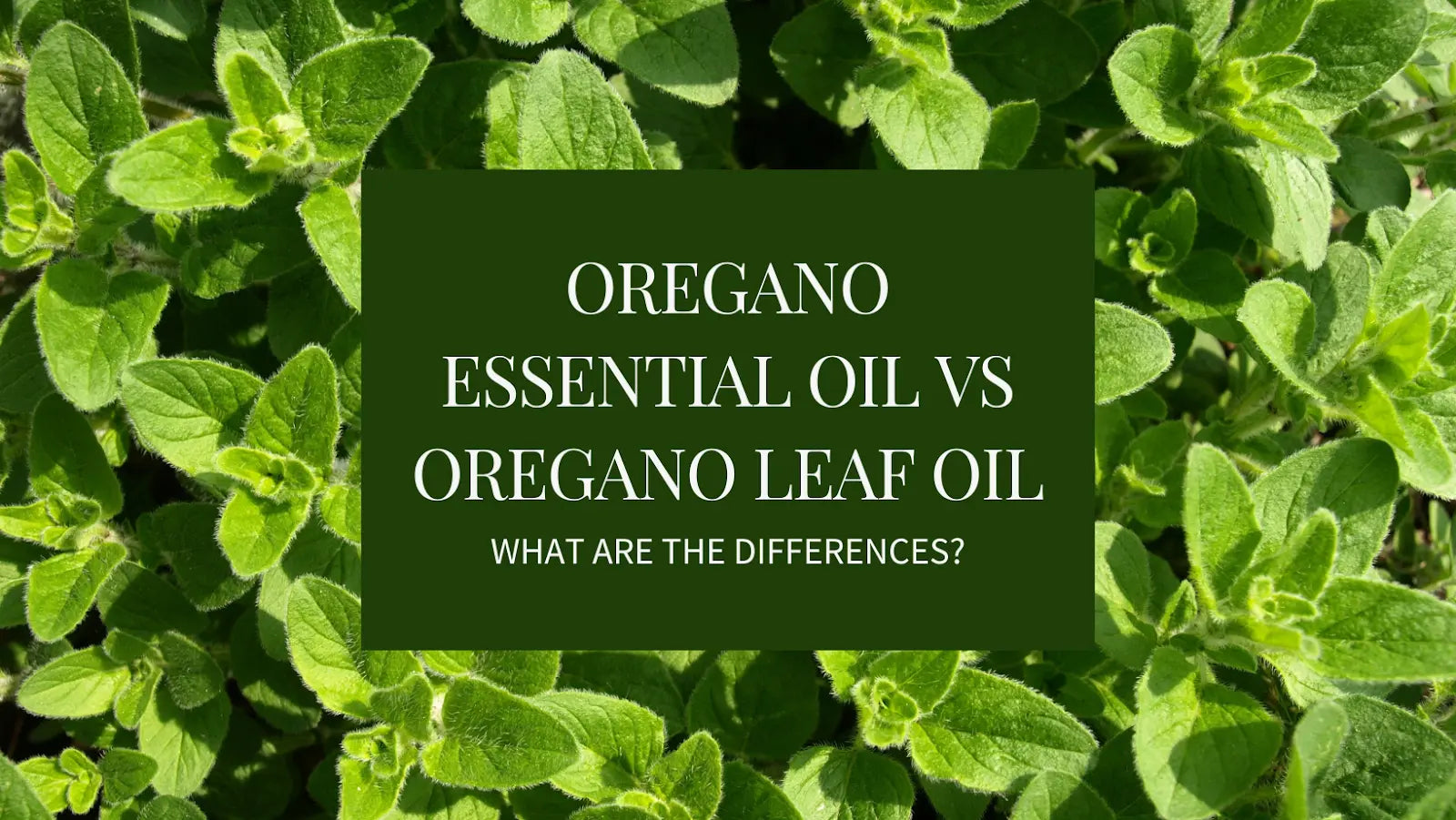 Oregano Essential Oil vs. Oregano Leaf: Which One is More Effective? - Aromachology Oils