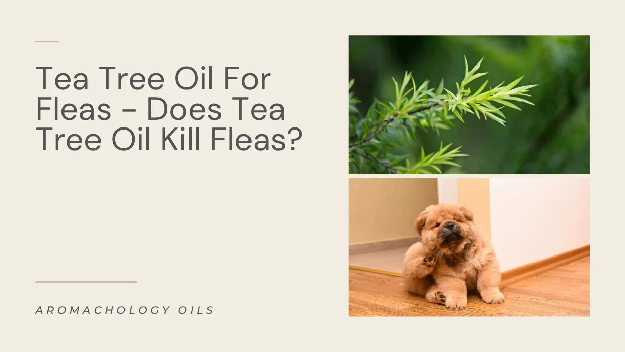 Tea Tree Oil For Fleas - Does Tea Tree Oil Kill Fleas? - Aromachology Oils