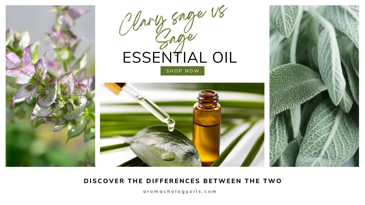What Is The Difference Between Sage vs Clary Sage Essential Oil ...