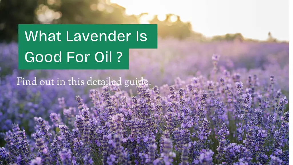 What Lavender Is Good For Oil - A Detailed Guide - Aromachology Oils