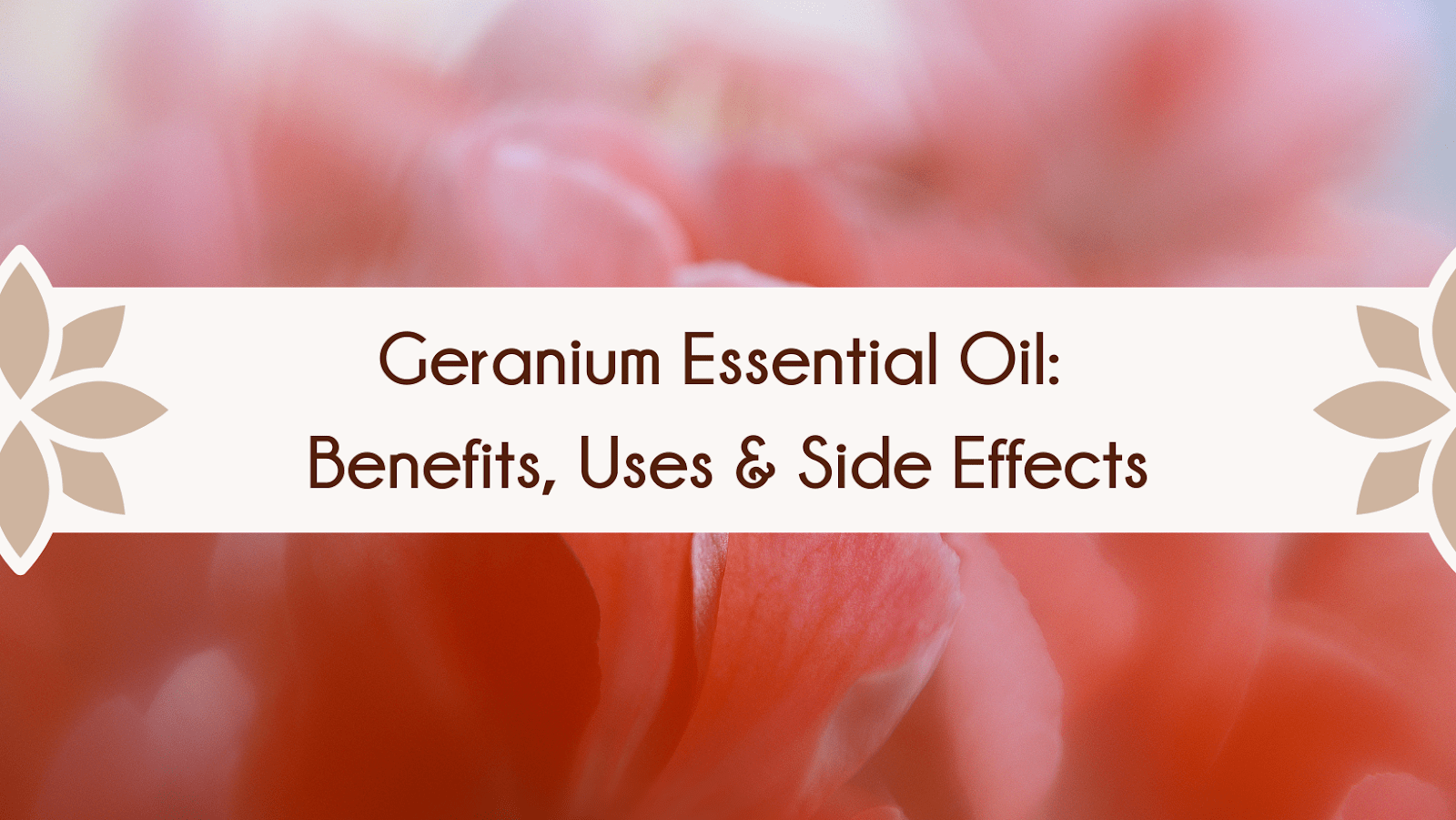 Geranium Oil: Benefits, Uses and Side Effects - Aromachology Oils